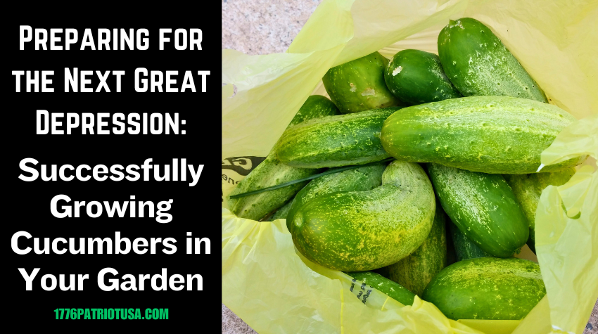 Preparing for the Next Great Depression: Successfully Growing Cucumbers ...